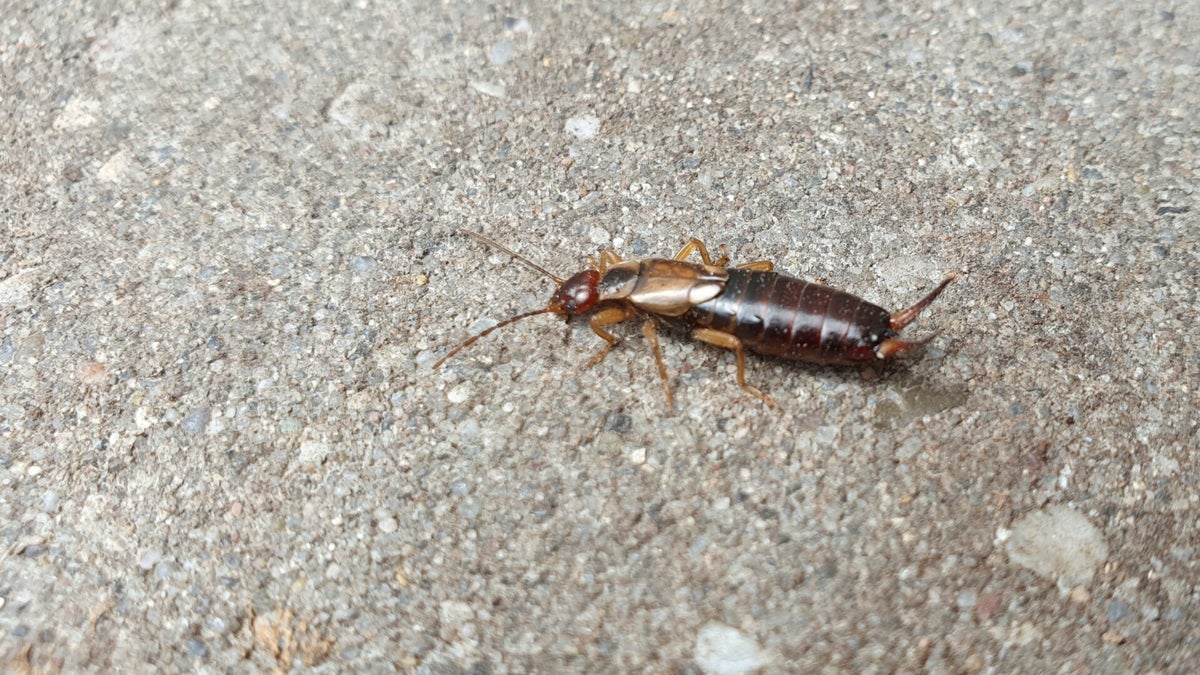 Gewone oorworm / OORWORMEN / INSECTEN / Fauna | Kijkomjeheen