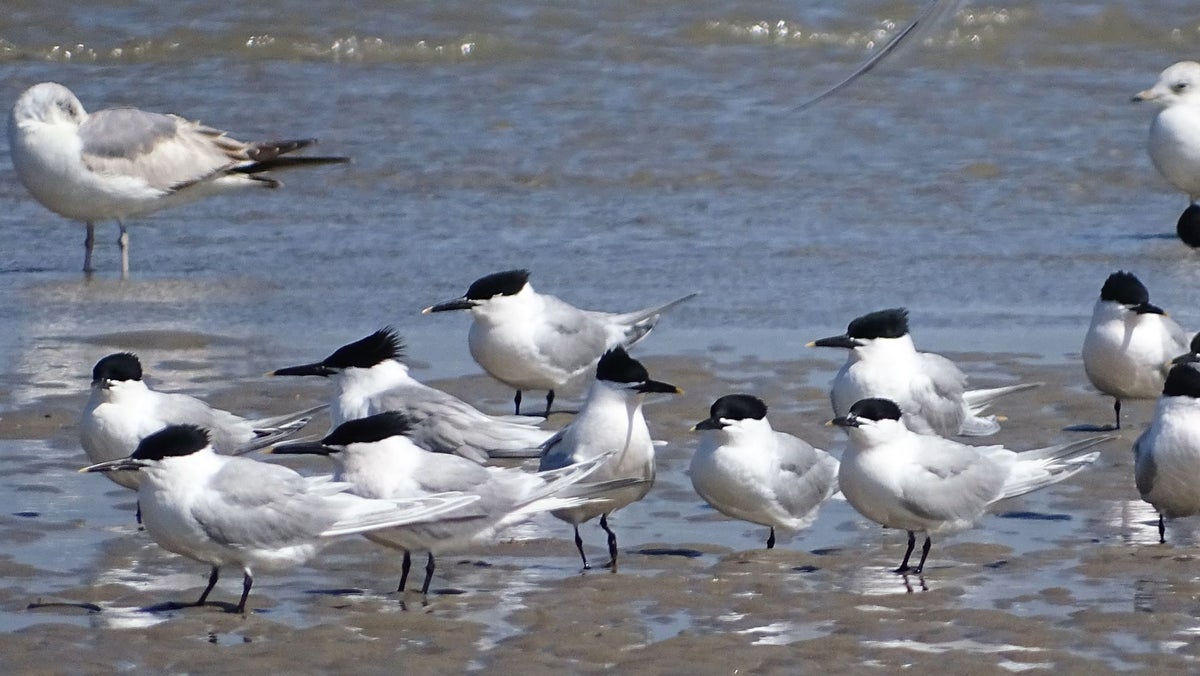 STERNS / VOGELS - WATERVOGELS / Fauna | Kijkomjeheen