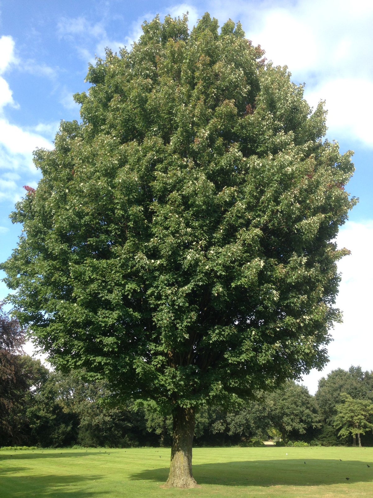 Gewone esdoorn / ESDOORNS / Bomen | Kijkomjeheen