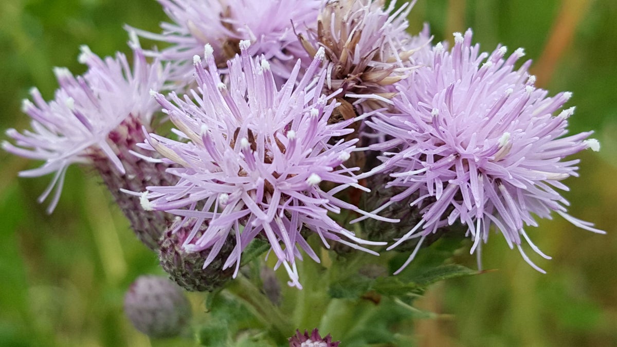 Akkerdistel / Flora | Kijkomjeheen