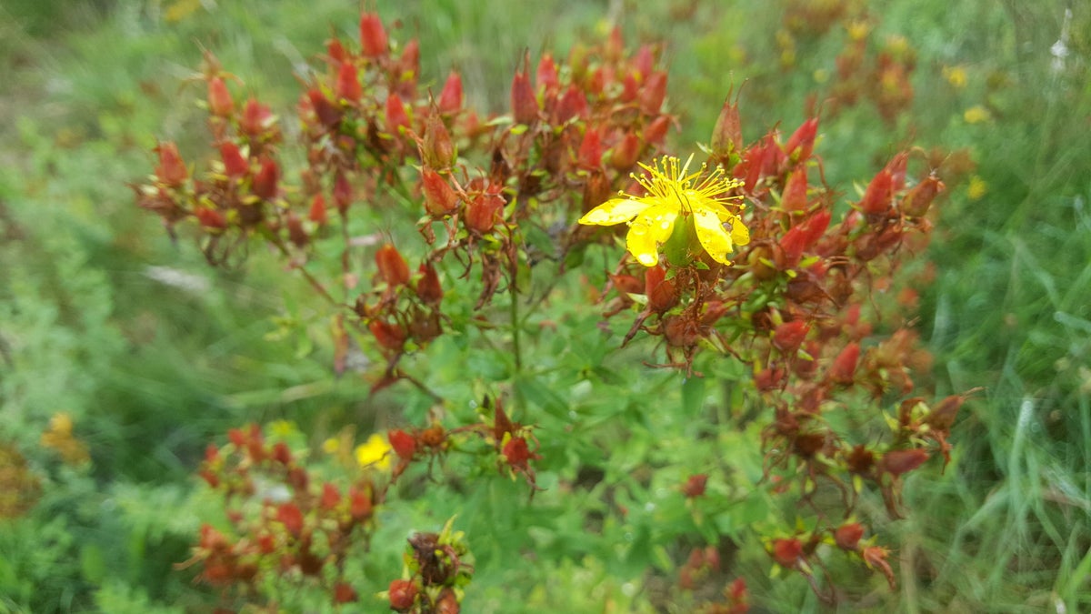 Sint-Janskruid / Flora | Kijkomjeheen