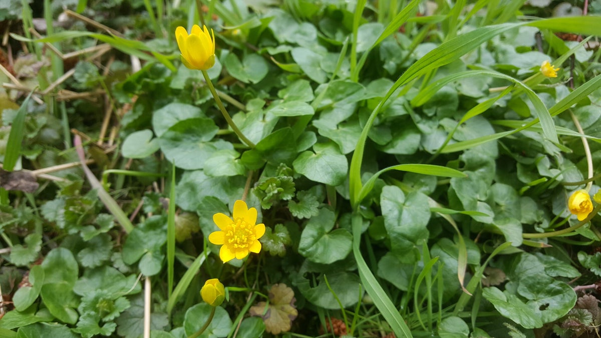 Gewoon speenkruid / Flora | Kijkomjeheen