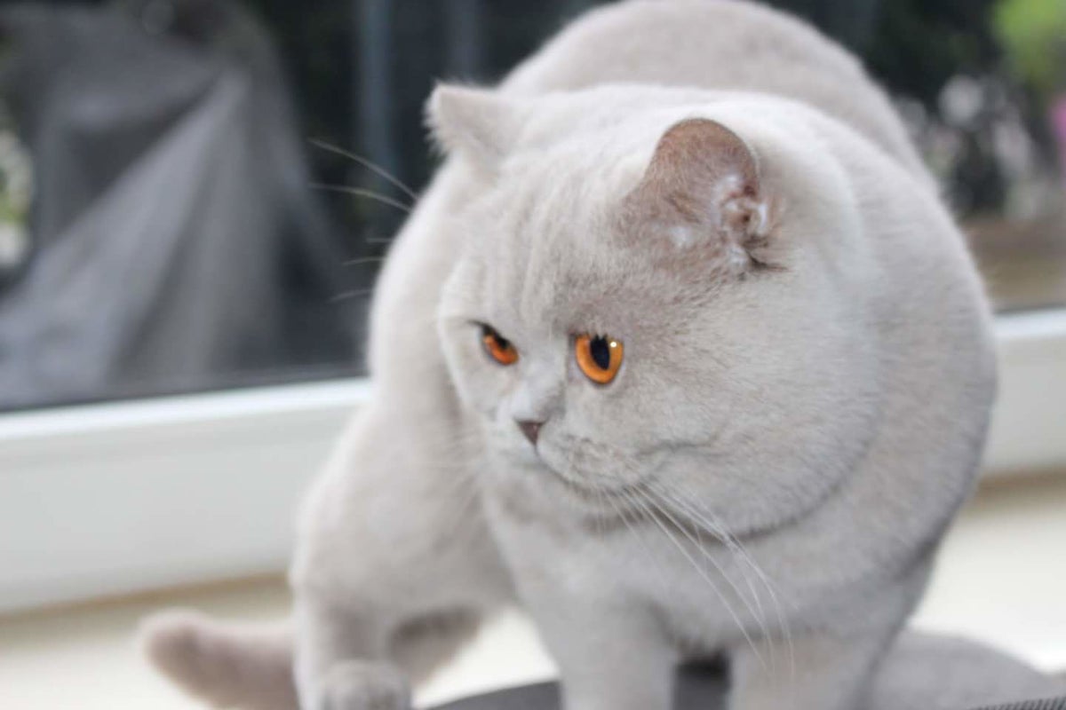 Finch Cats | Catteryfinch.com