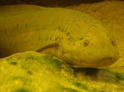 Afrikaanse longvis / Longvissen en coelacanthen / Beenvissen / Vissen ...