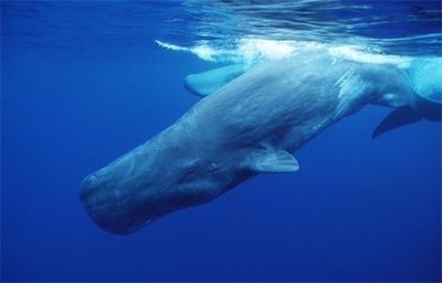 Potvis / Tandwalvissen / Walvissen en dolfijnen / Zeezoogdieren ...