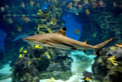 Zwartpuntrifhaai / Haaien / Kraakbeenvissen / Vissen / Dierenbieb ...