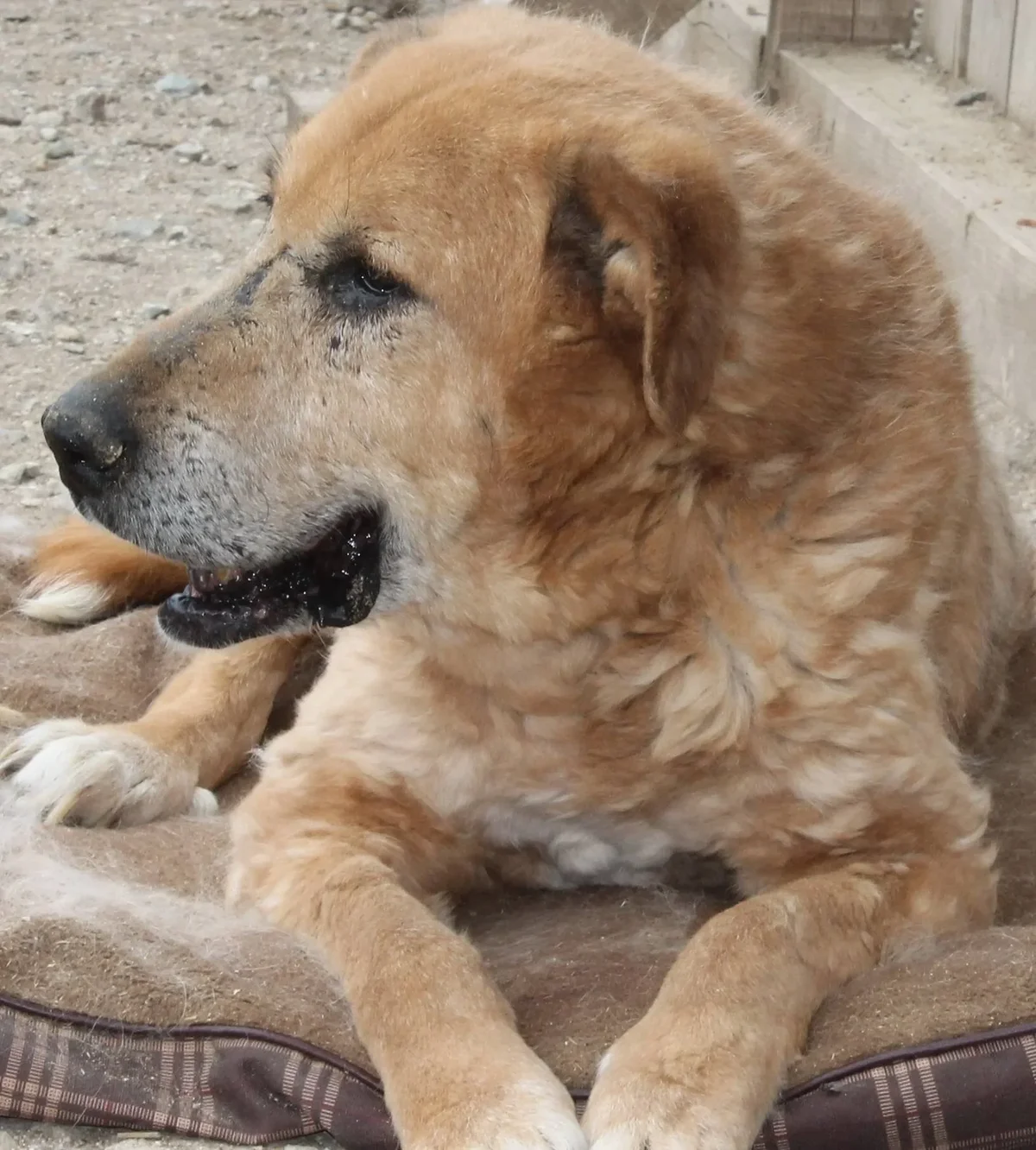 ZORBA RSDR