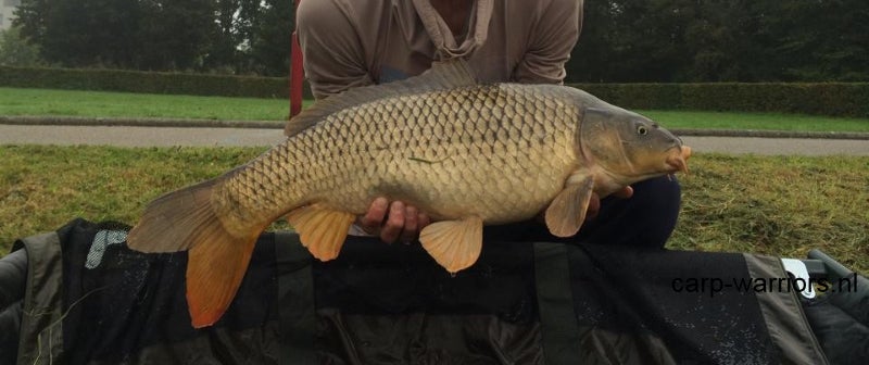 Snowman rig / Rigs / Tactieken | Carp-anglers