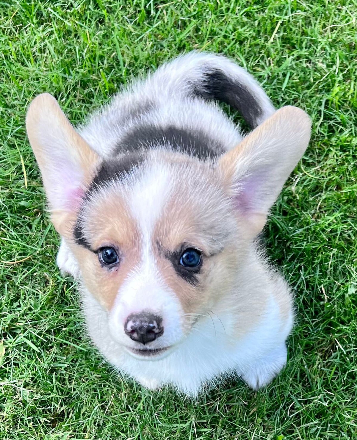 American Corgi | Of The Meadow