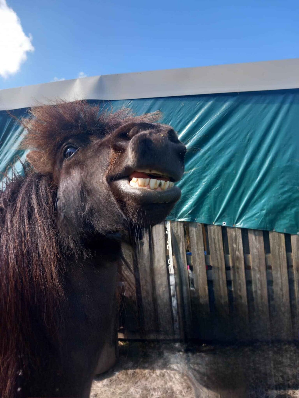 Meet the ponies | Hooves and Hugs