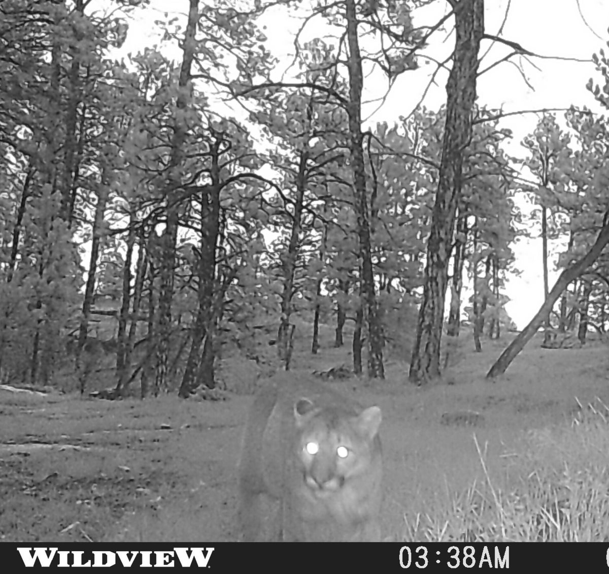 When the Hunter Becomes the Hunted: A Mountain Lion's Visit to My Game ...