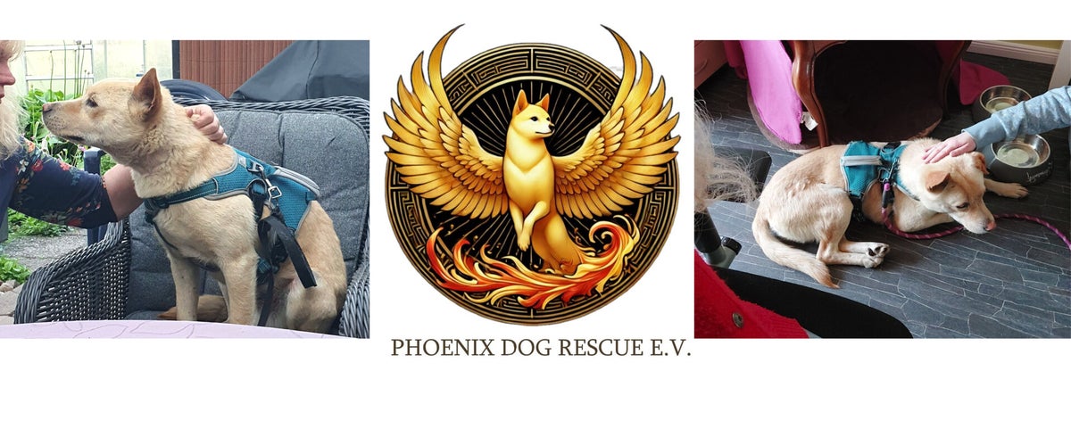 Dokumente und Fragebögen | Phoenix dog