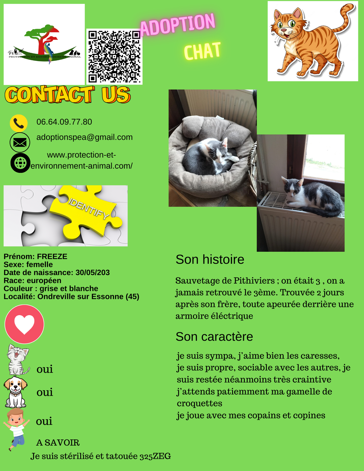 FICHE D'IDENTITE CHATS CHATONS A ADOPTER | PROTECTION ET ENVIRONNEMENT ...