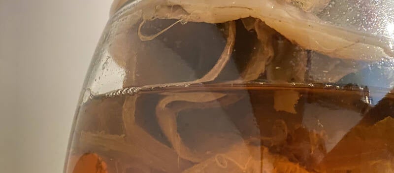 Help mijn scoby klimt uit mijn pot! / Kombucha / Leren | www.FermiTable.be