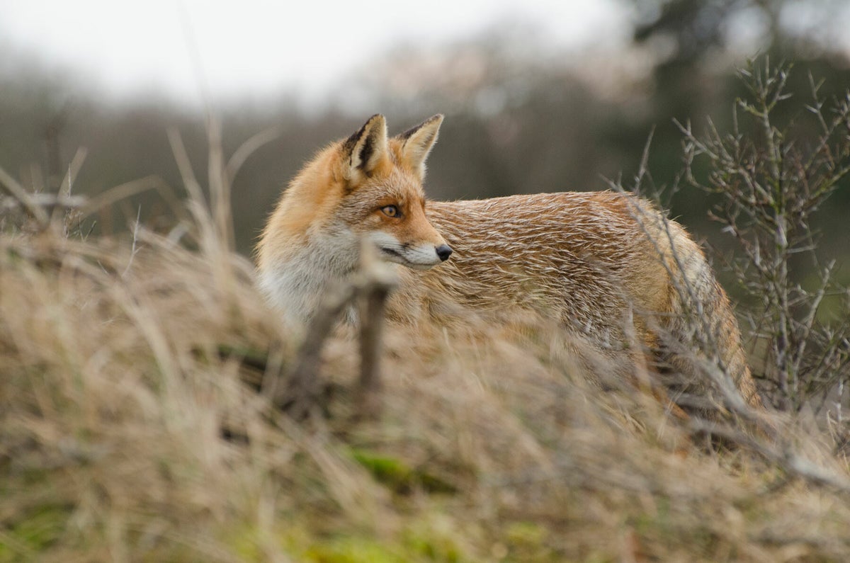 Dieren Gunter Ceuppens