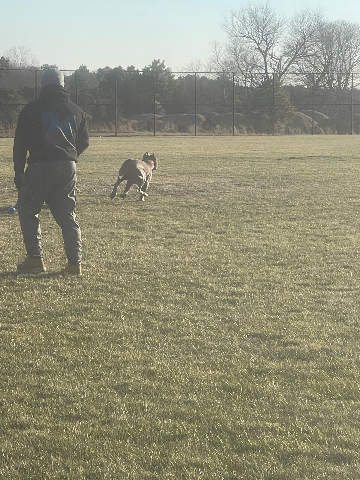 Rock Solid Pits and Bullies