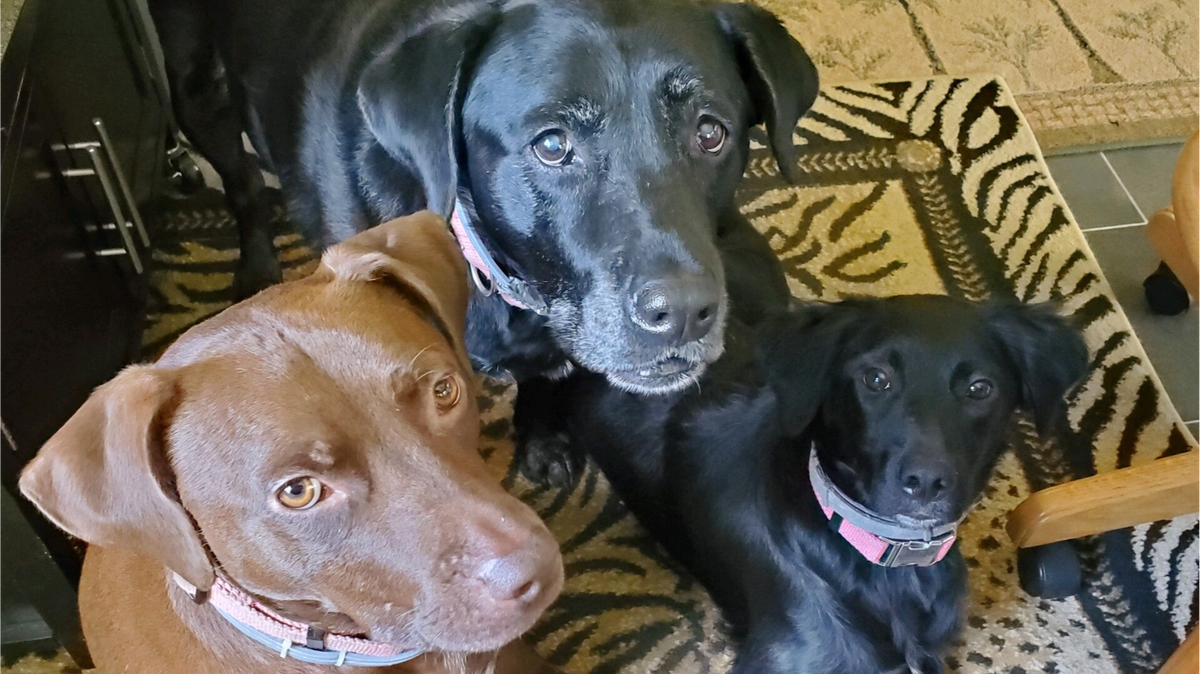 Our Services | Precious pets by Michelle