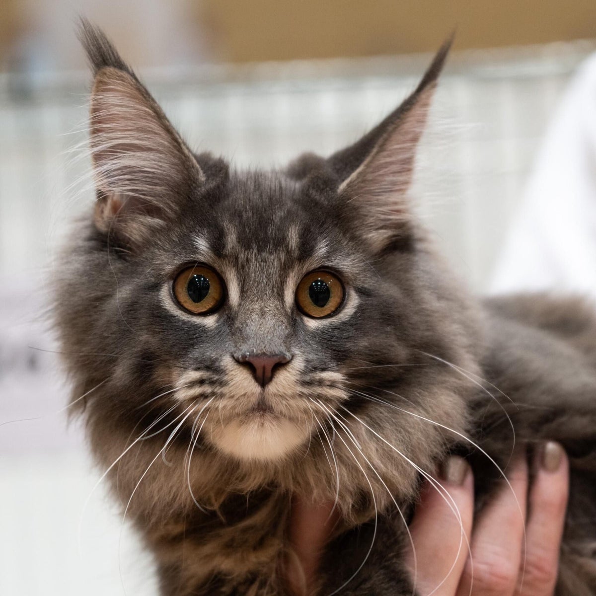 About us | Luna Rose Cattery