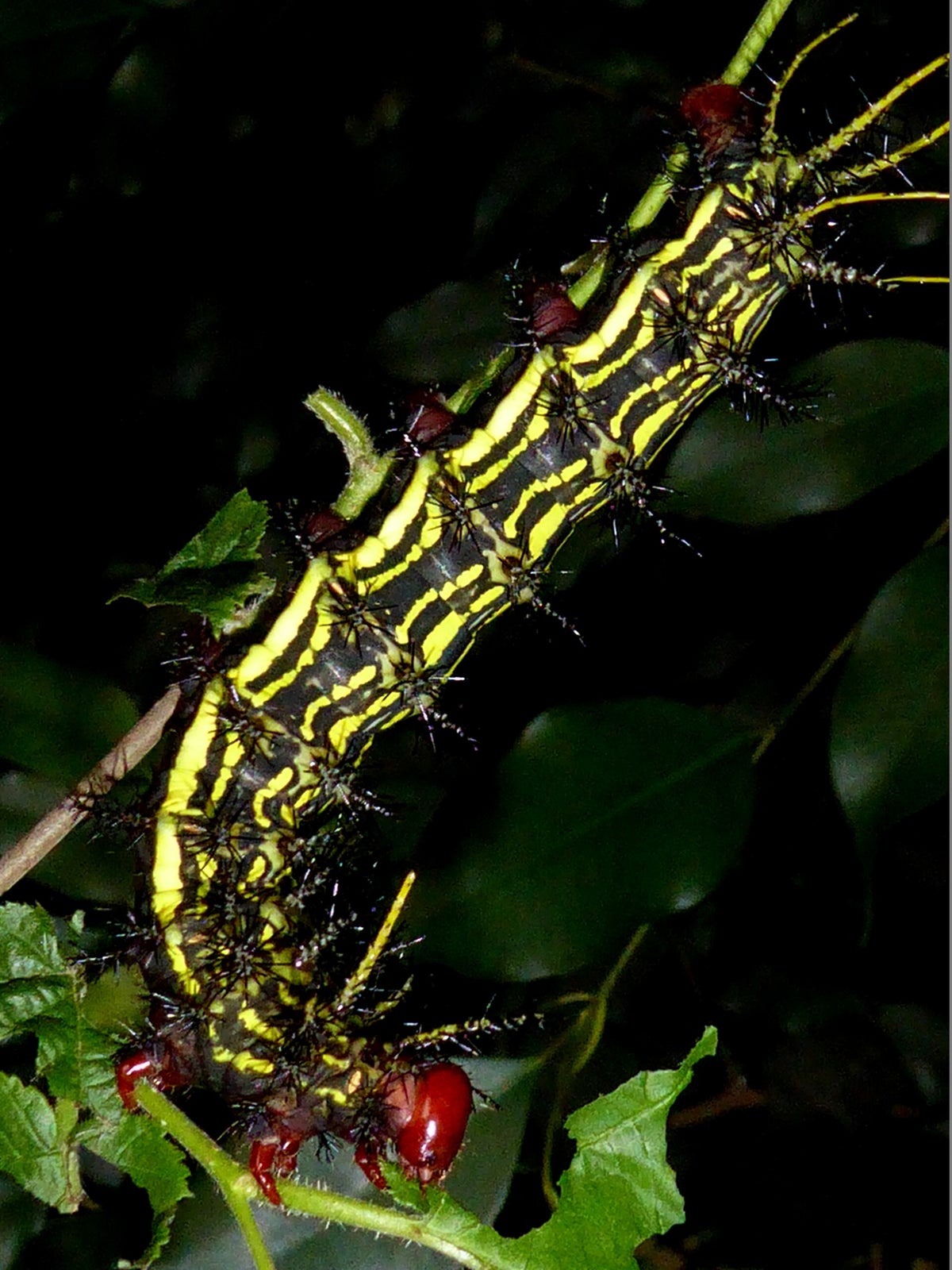 Automeris / Saturniidae / Species | Silkmoths and more