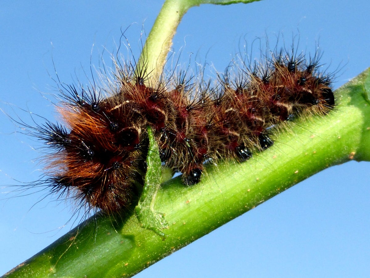 Loepa / Saturniidae / Species | Silkmoths and more