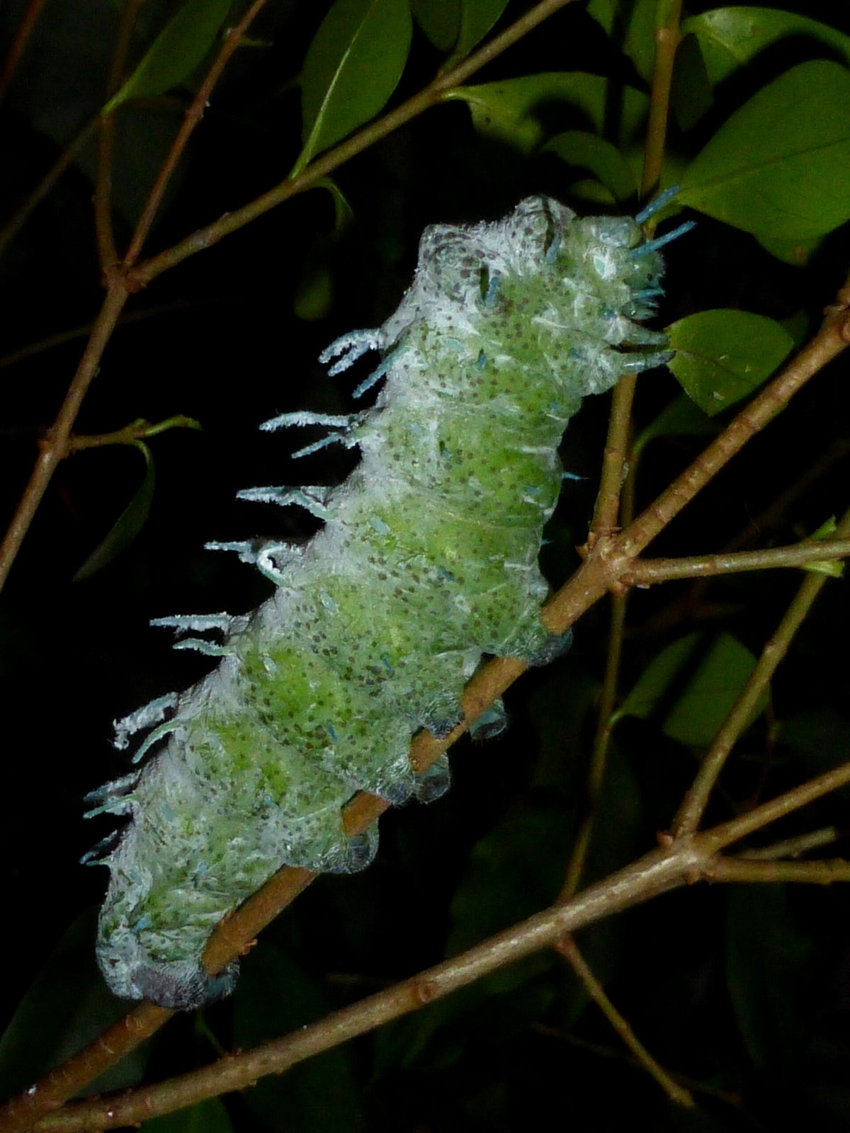 Attacus / Saturniidae / Species | Silkmoths and more