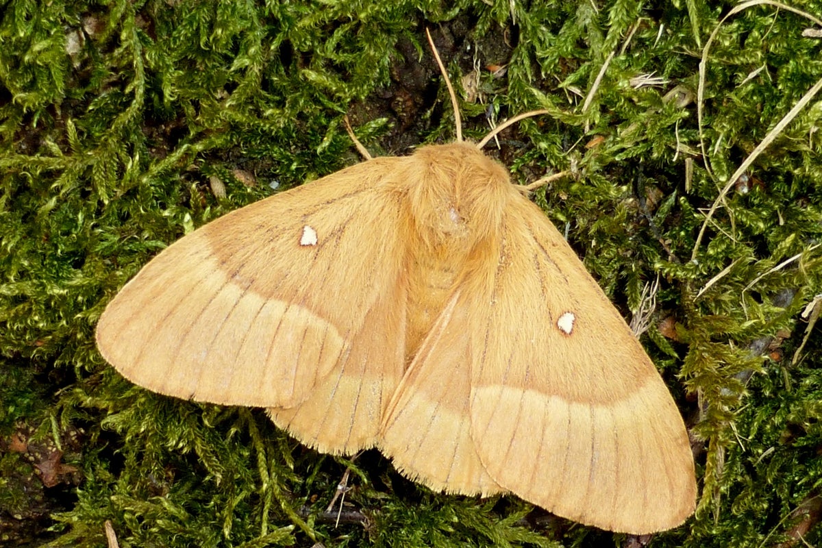 Lasiocampidae / Species | Silkmoths and more