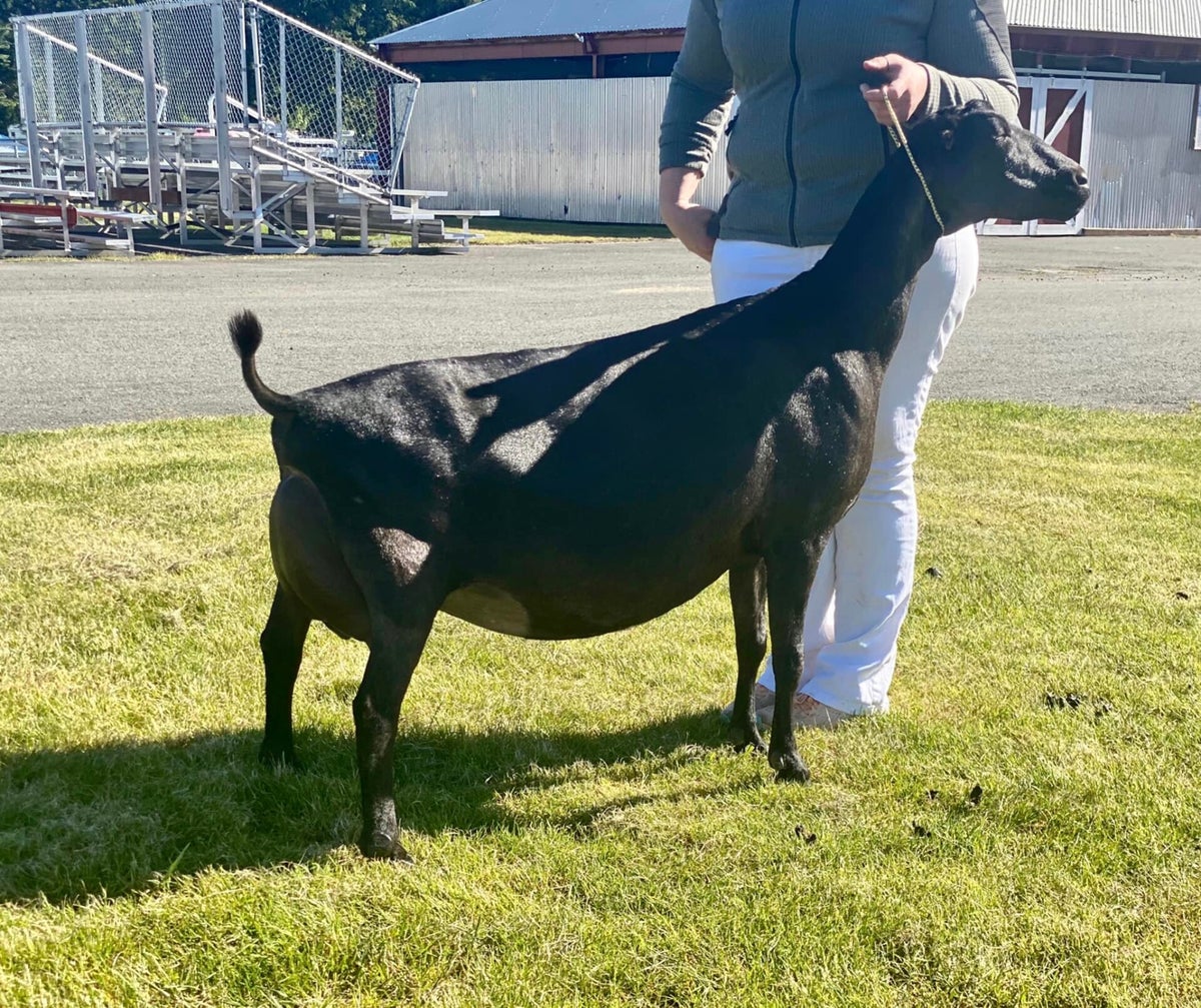 Sr. Does | Tide Land Dairy Goats