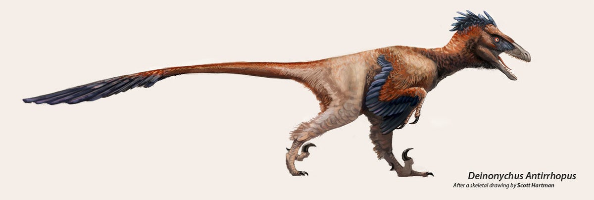 Deinonychus Dinopedia