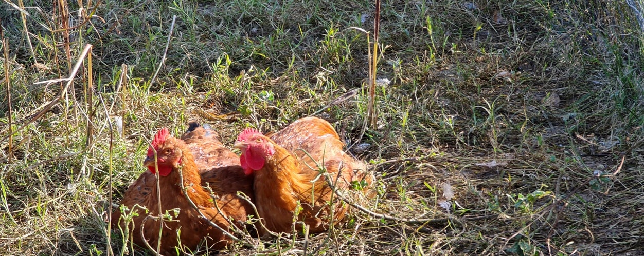 Todo sobre la cría de pollos camperos / Blog | Mas Miquel Avicultura
