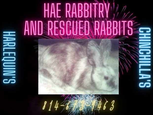 HAE Rabbitry