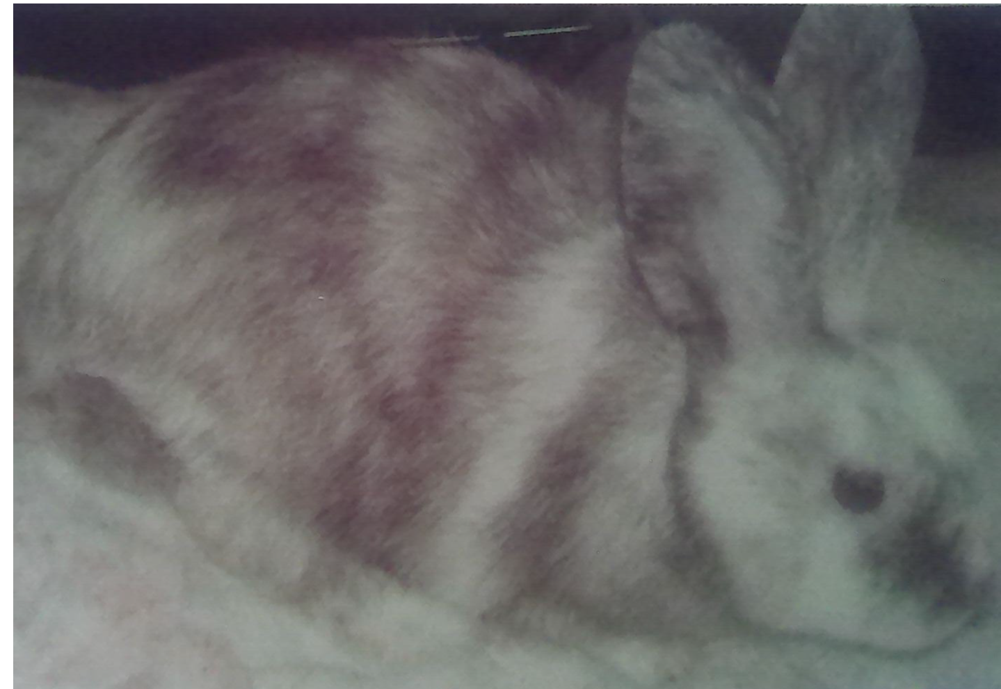 Our rabbit show winners | HAE Rabbitry