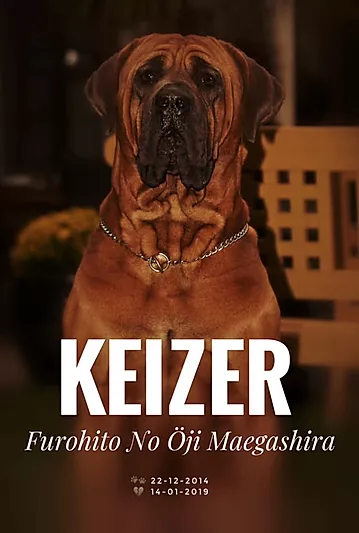 Our dogs | Tosa kennel "Of the Kochi Castle"
