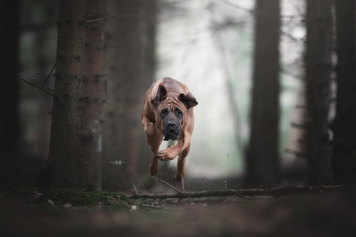 FAQ | Tosa kennel "Of the Kochi Castle"