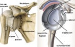 anatomie van de schouder / Schouderaandoeningen / Schouder ...