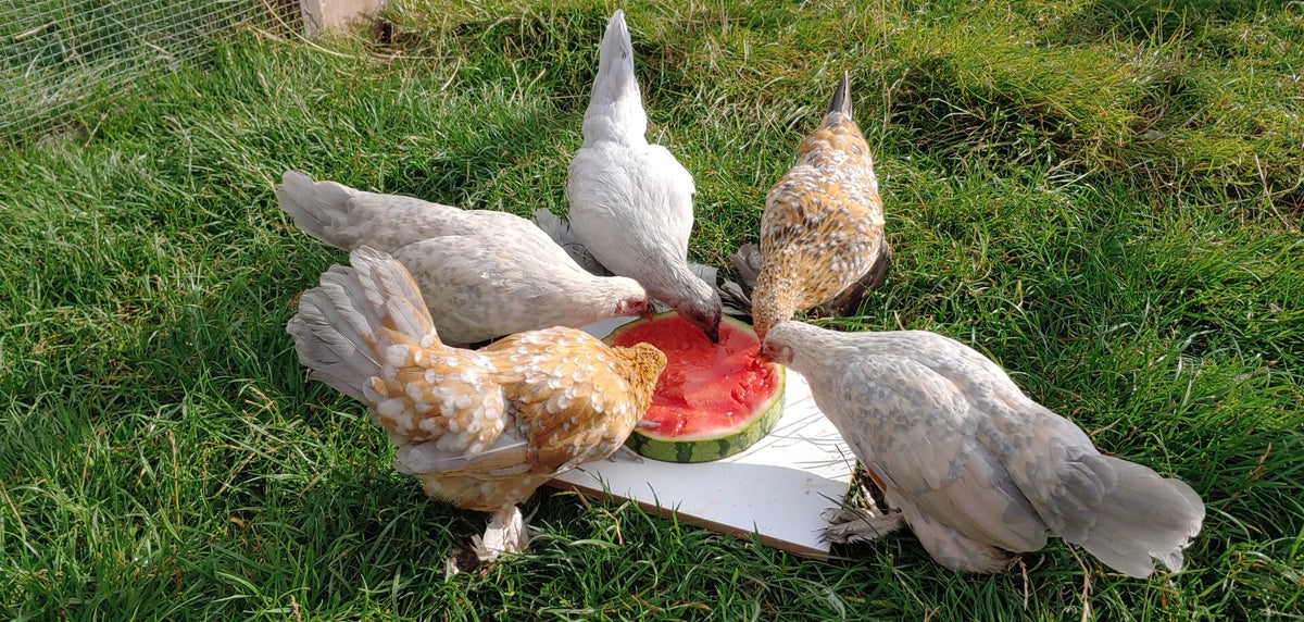 de krielkippen | Dierenweide de Zoete Inval