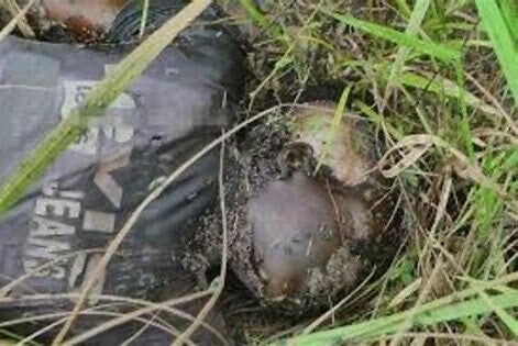 The Body Farm- Canadian Edition / Tales and Spooky Facts ...