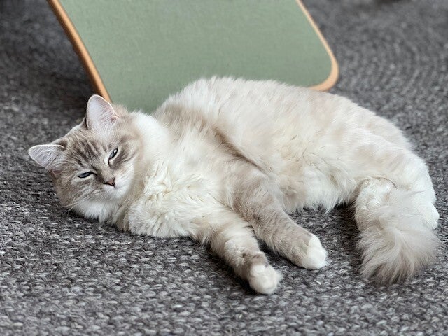De Poezen | Ragdoll Cattery Cattractive