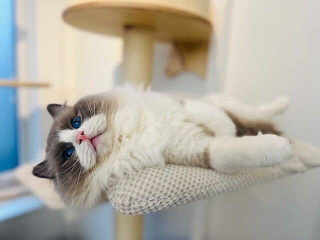 De katers | Ragdoll Cattery Cattractive