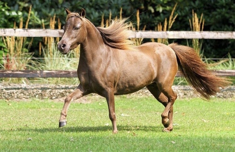 Seahorse buckeroo arabian passion / Sold/verkocht | A&J Miniatures