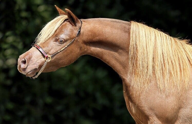 Seahorse buckeroo arabian passion / Sold/verkocht | A&J Miniatures