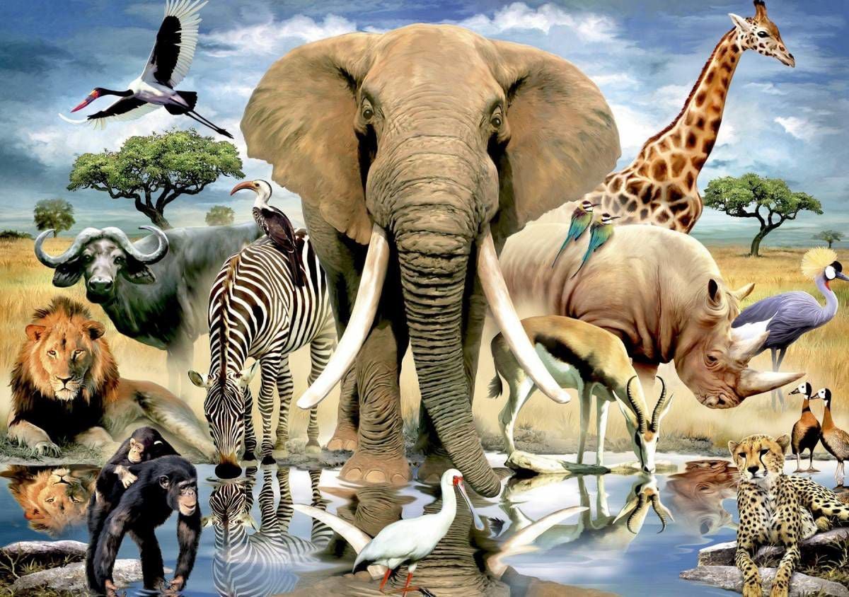 Funy animal movies funy-animal-movies