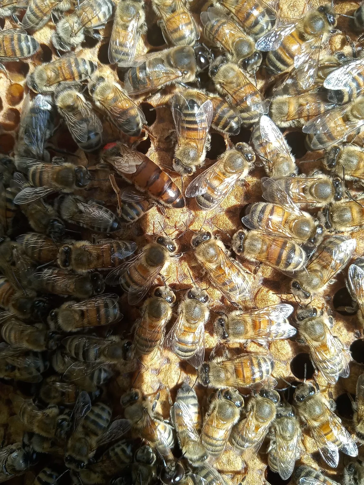 Buckfast Queen 2026 Open Mated | Bizzy Bee Honey