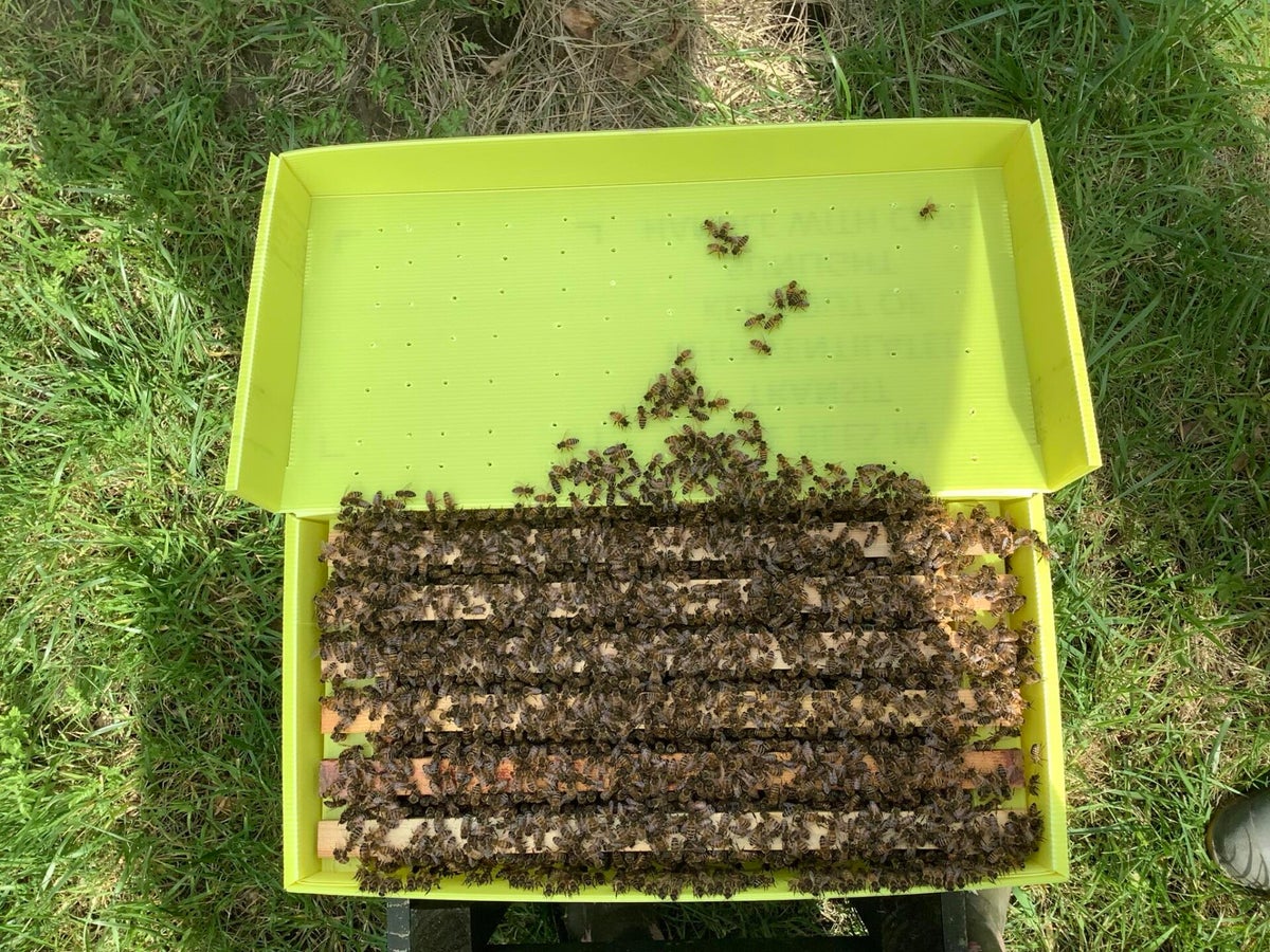 Nucs of Bees