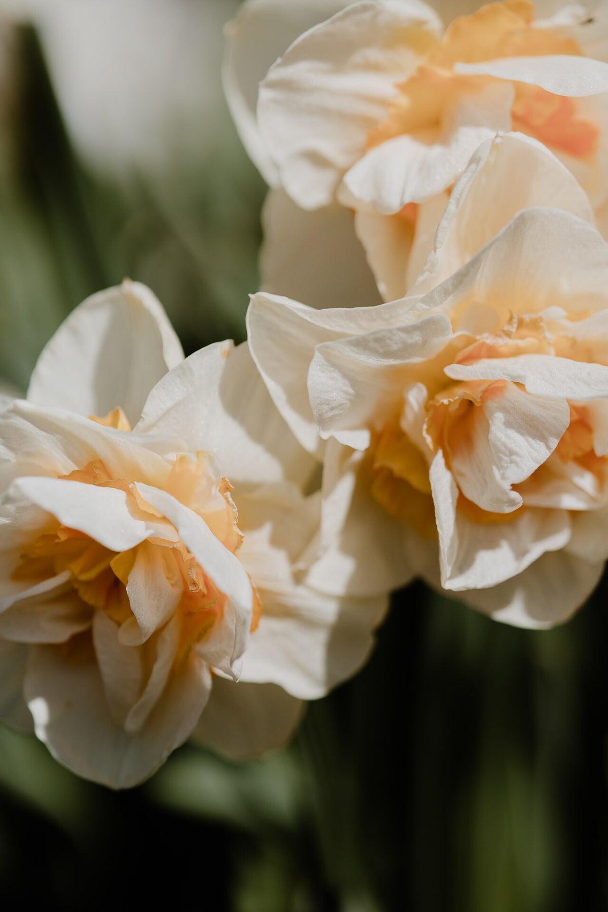 Koop nu Narcis Replete | Flower Happiness
