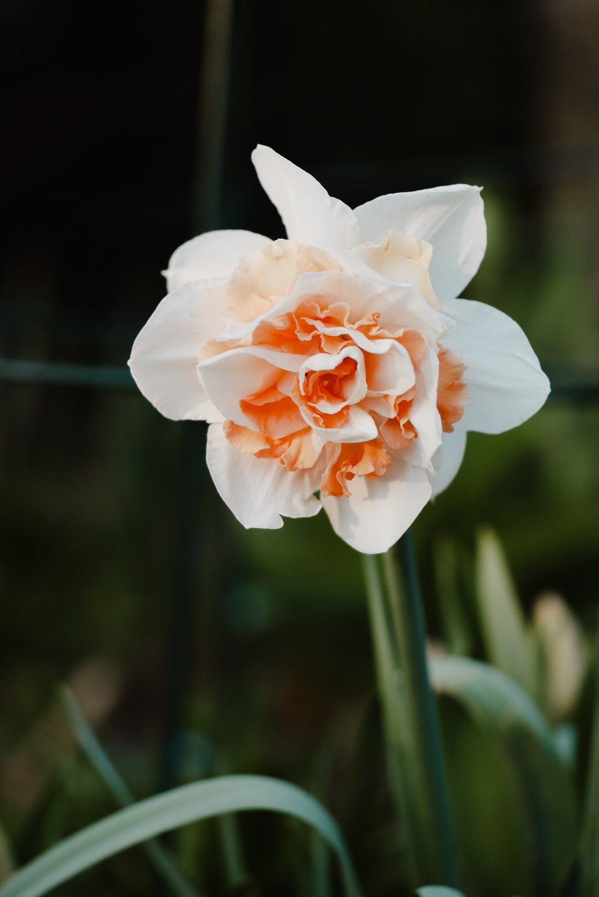 Koop nu Narcis Replete | Flower Happiness