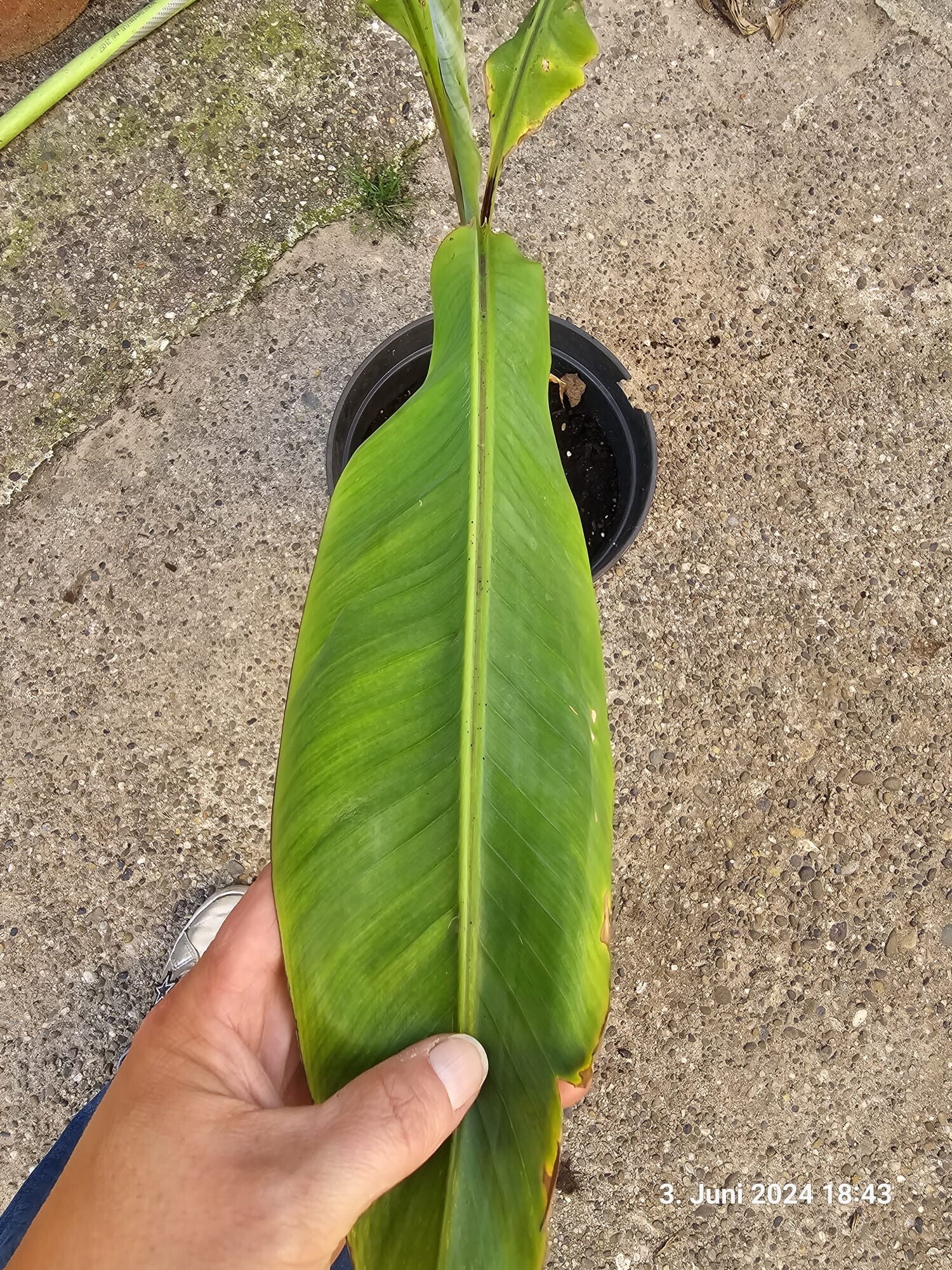 Musa Rose New Dessert / Bananenstauden / Unsere Pflanzen | Exotische ...