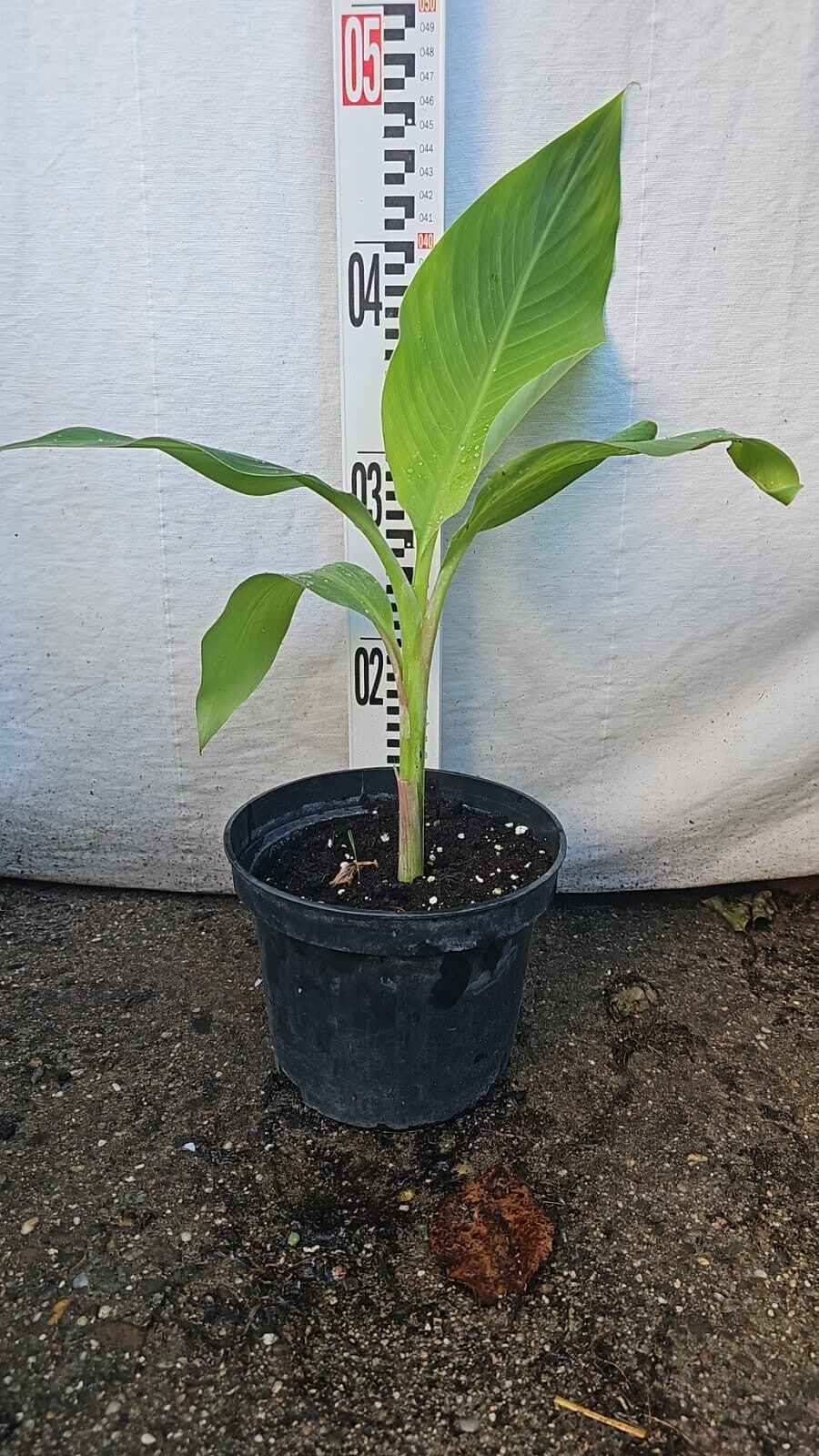 Bananenstauden / Zur Abgabe / Unsere Pflanzen | Exotische Pflanzenwelt