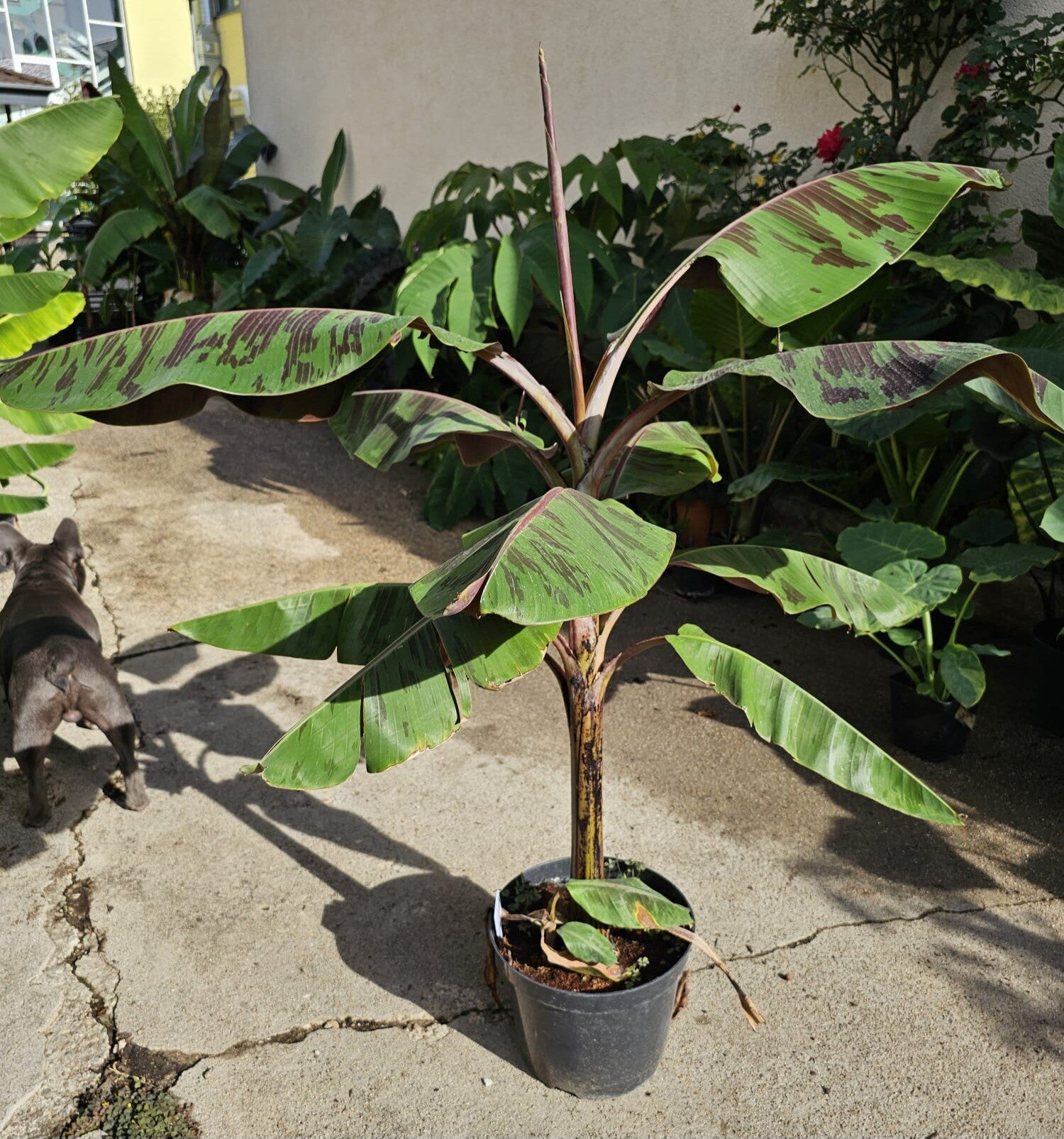 Musa Zebrina / Bananenstauden / Unsere Pflanzen | Exotische Pflanzenwelt