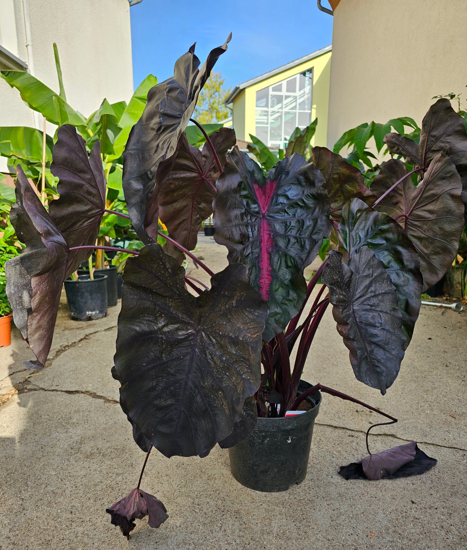 Colocasia Redemption / Alocasia, Colocasia, Xanthosoma / Unsere ...