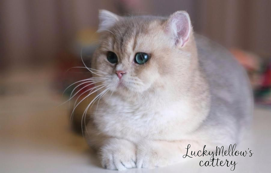 Our cattery